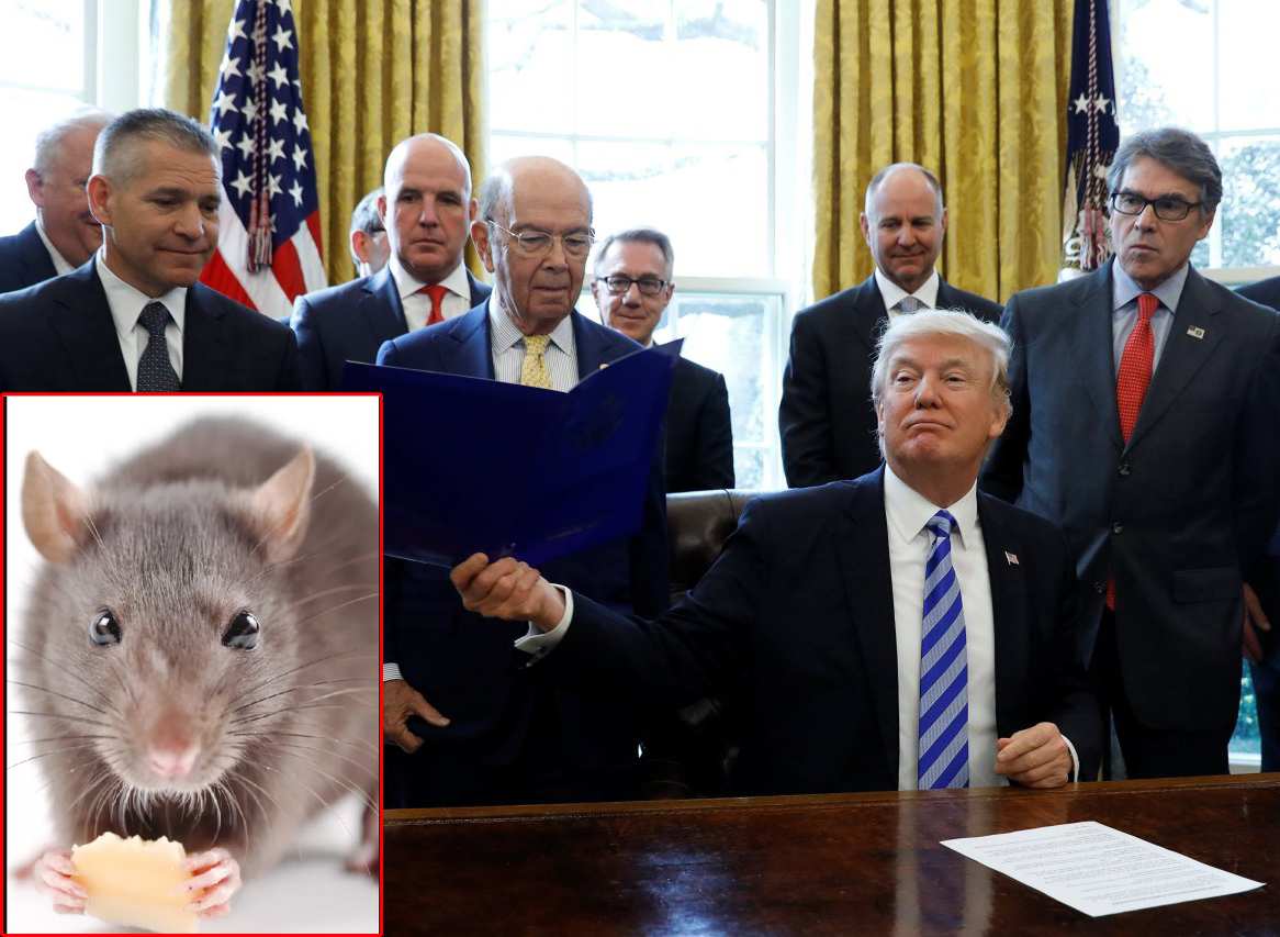Baltimore Rat Feels Right at Home Visiting White House - The Political ...